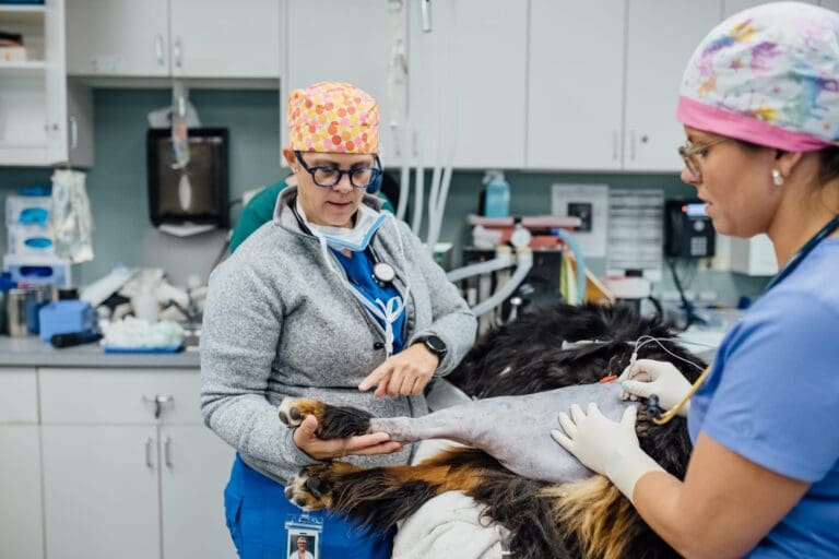 What to Expect - Veterinary Specialty Center