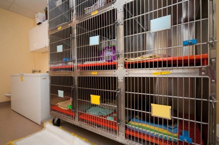 Radioactive Iodine Therapy - I-131 for Cats - Veterinary Specialty Center Radioactive Iodine Therapy - I-131 for Cats - Veterinary Specialty Center