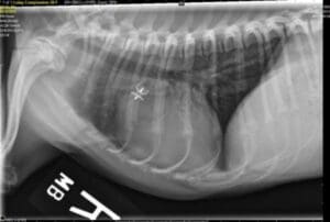 Patent Ductus Arteriosus Occlusion - Veterinary Specialty Center