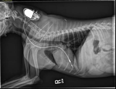 Transvenous Pacemaker Implantation - Veterinary Specialty Center