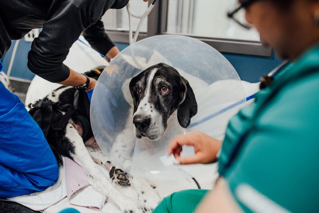 Veterinary Specialty Center Receives Certification as Level 1 ...