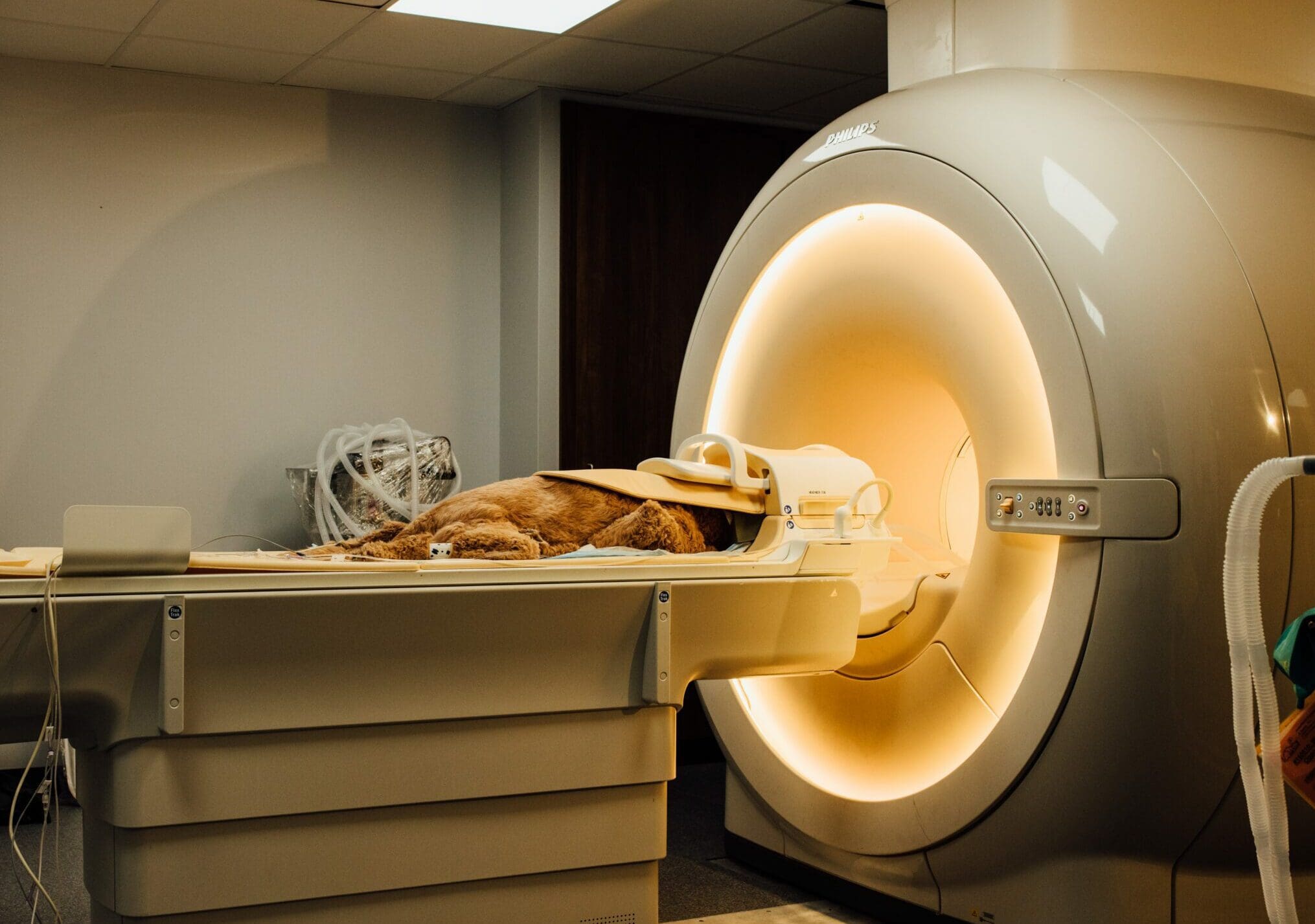 Neurology/Neurosurgery - Veterinary Specialty Center