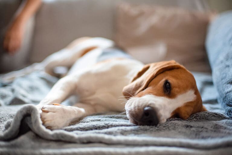 What To Do if Your Dog Is Having a Seizure | Veterinary Specialty Center